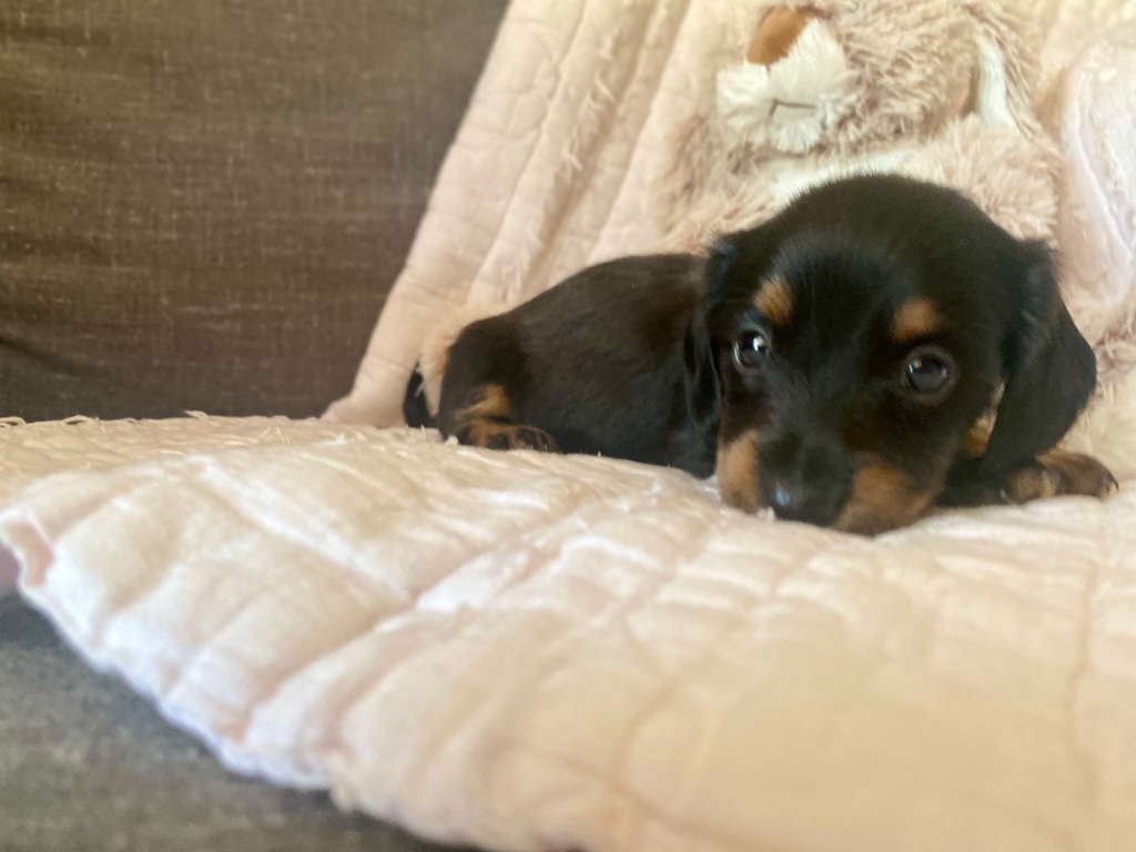 Cuddle Bug – Watson's Dachshunds