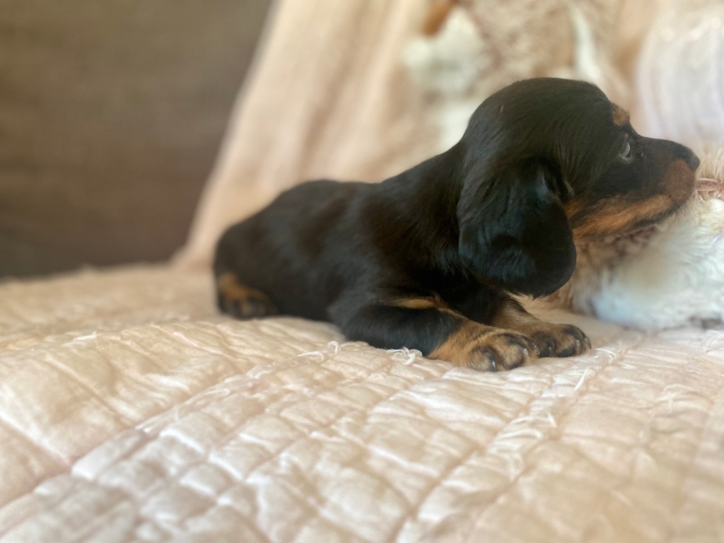 Cuddle Bug – Watson's Dachshunds